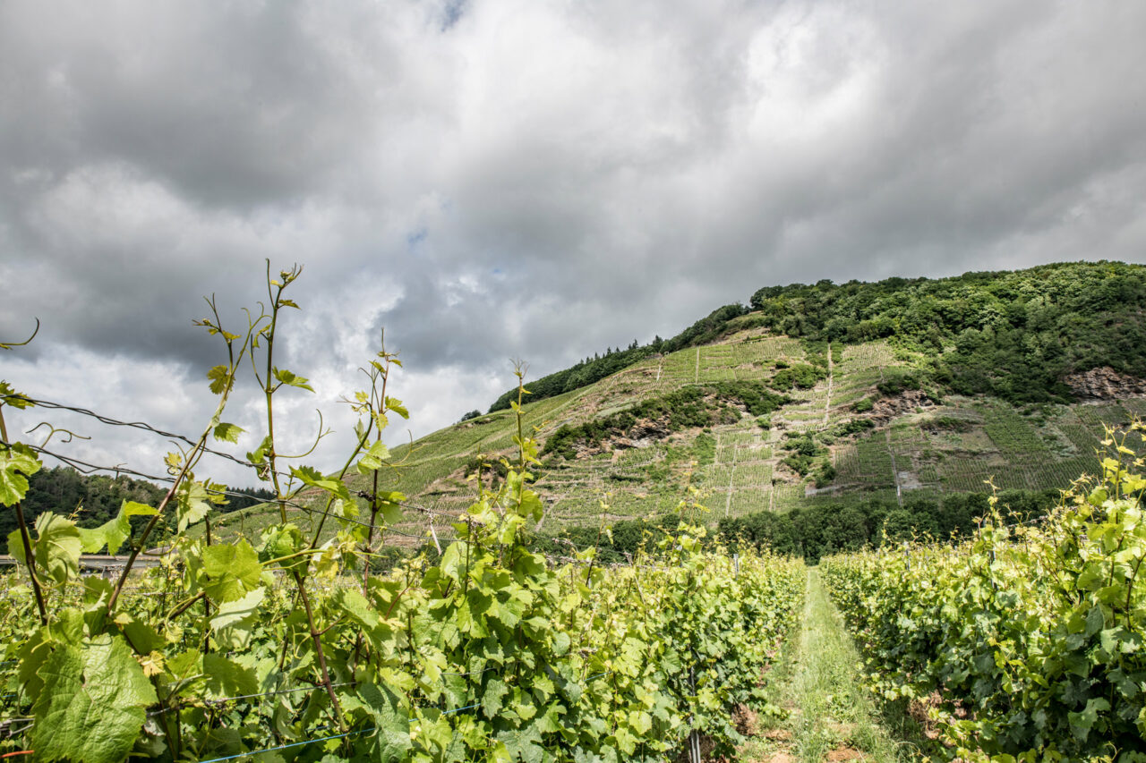 Die Weinberge | Weingut Ludwig